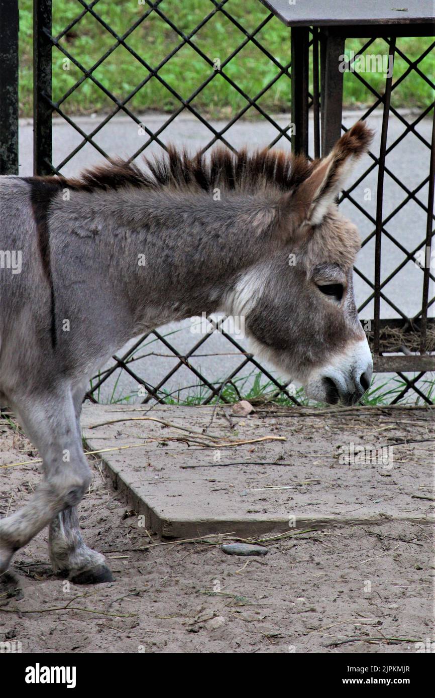 Un esel hi-res stock photography and images - Alamy
