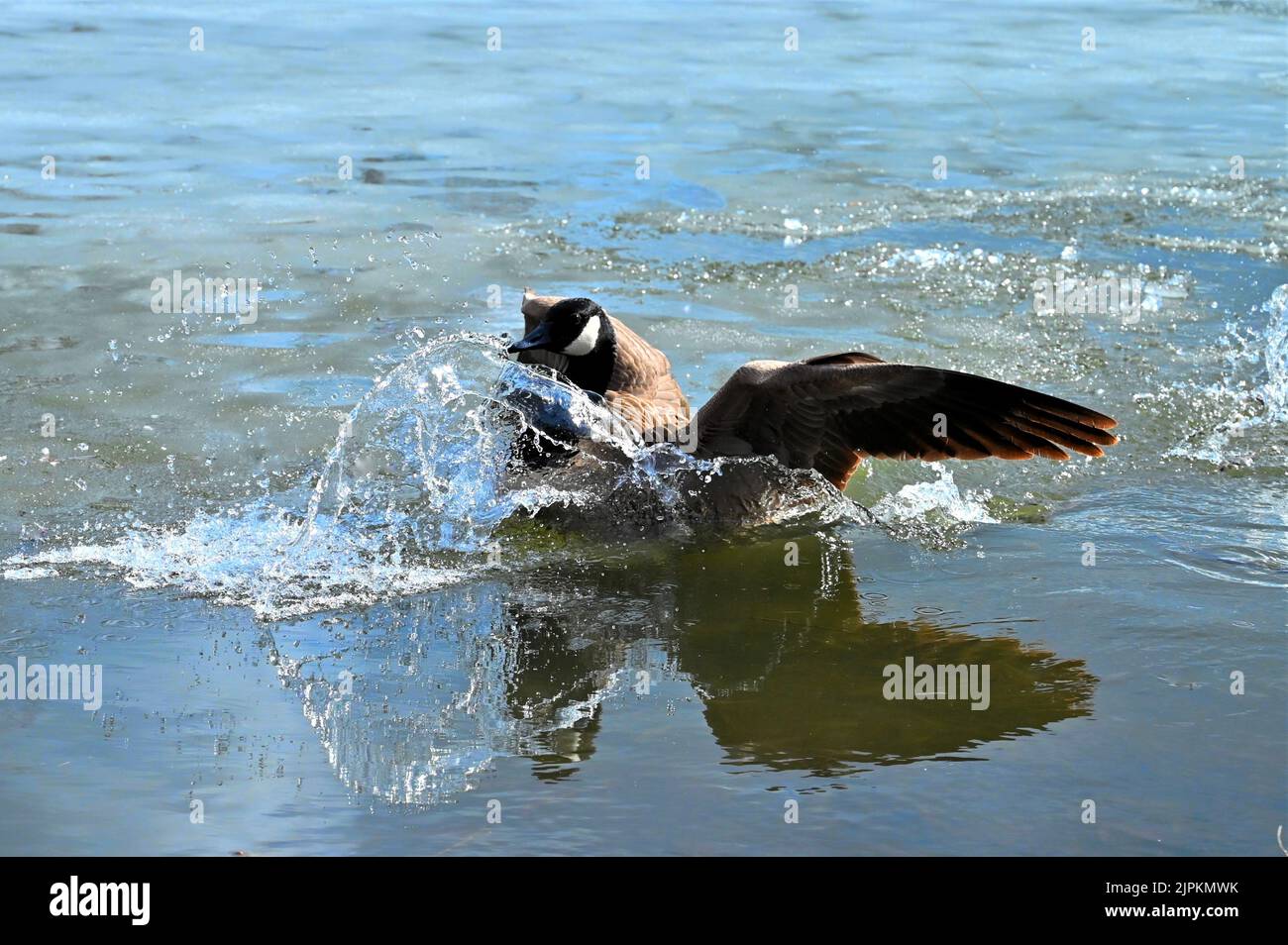 A goose wading its wings on the water Stock Photo - Alamy