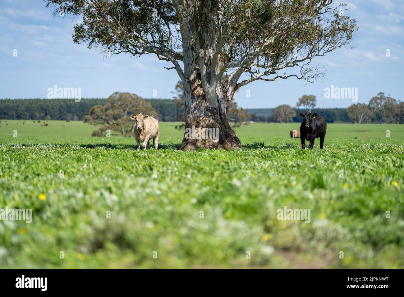 Beef cattle and cows in Australi Stock Photo - Alamy