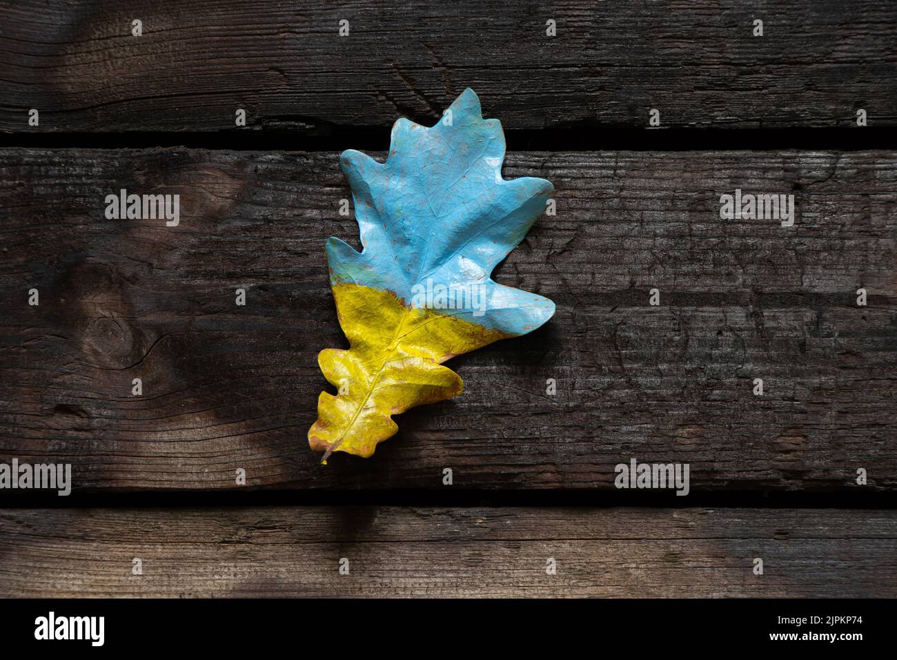 The yellow-blue national flag of Ukraine is painted on a leaf of an oak ...