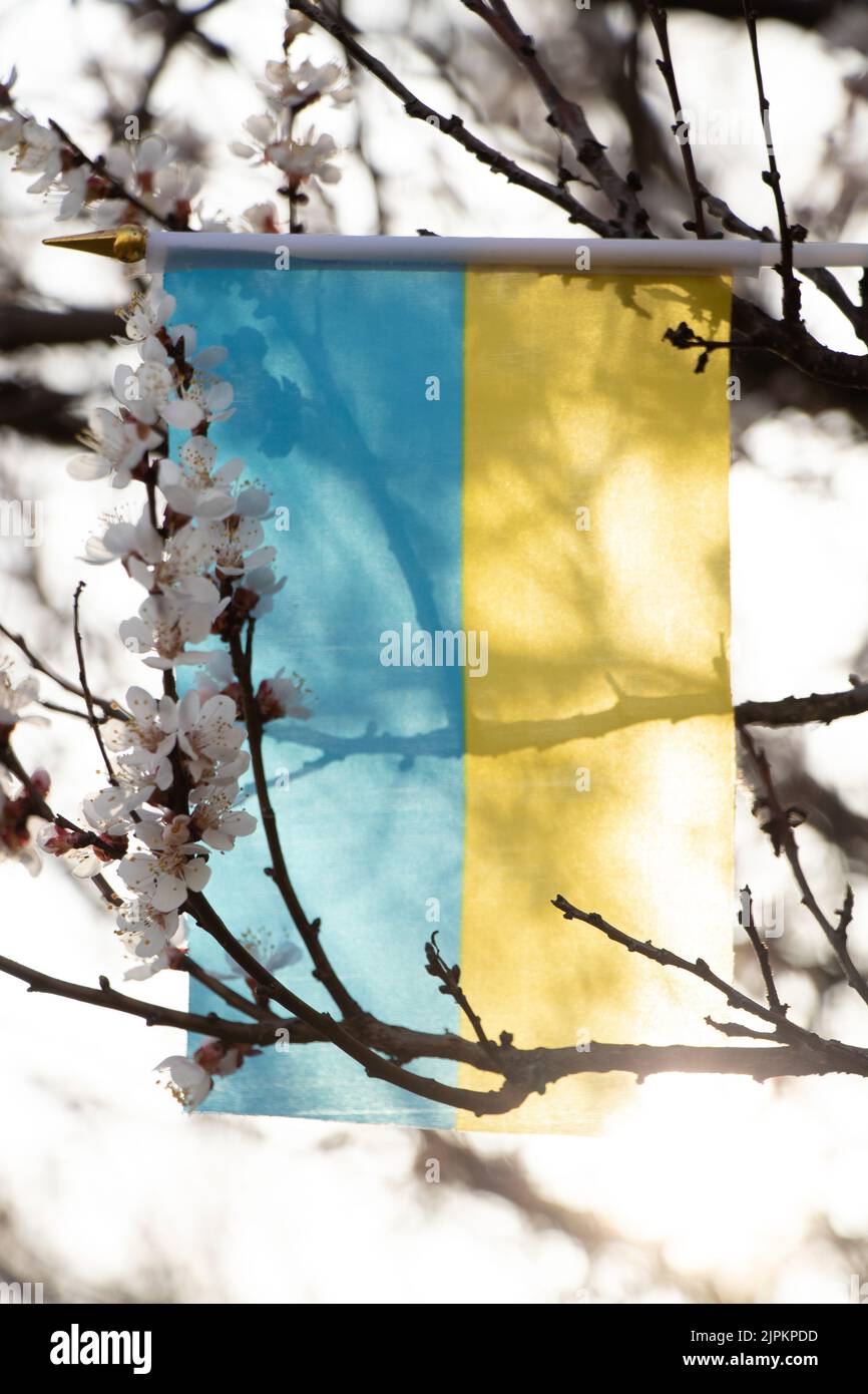National flag of Ukraine on a tree with blossoming apricot in the sun ...