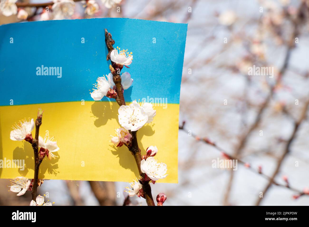 National flag of Ukraine on a tree with blossoming apricot in the sun ...