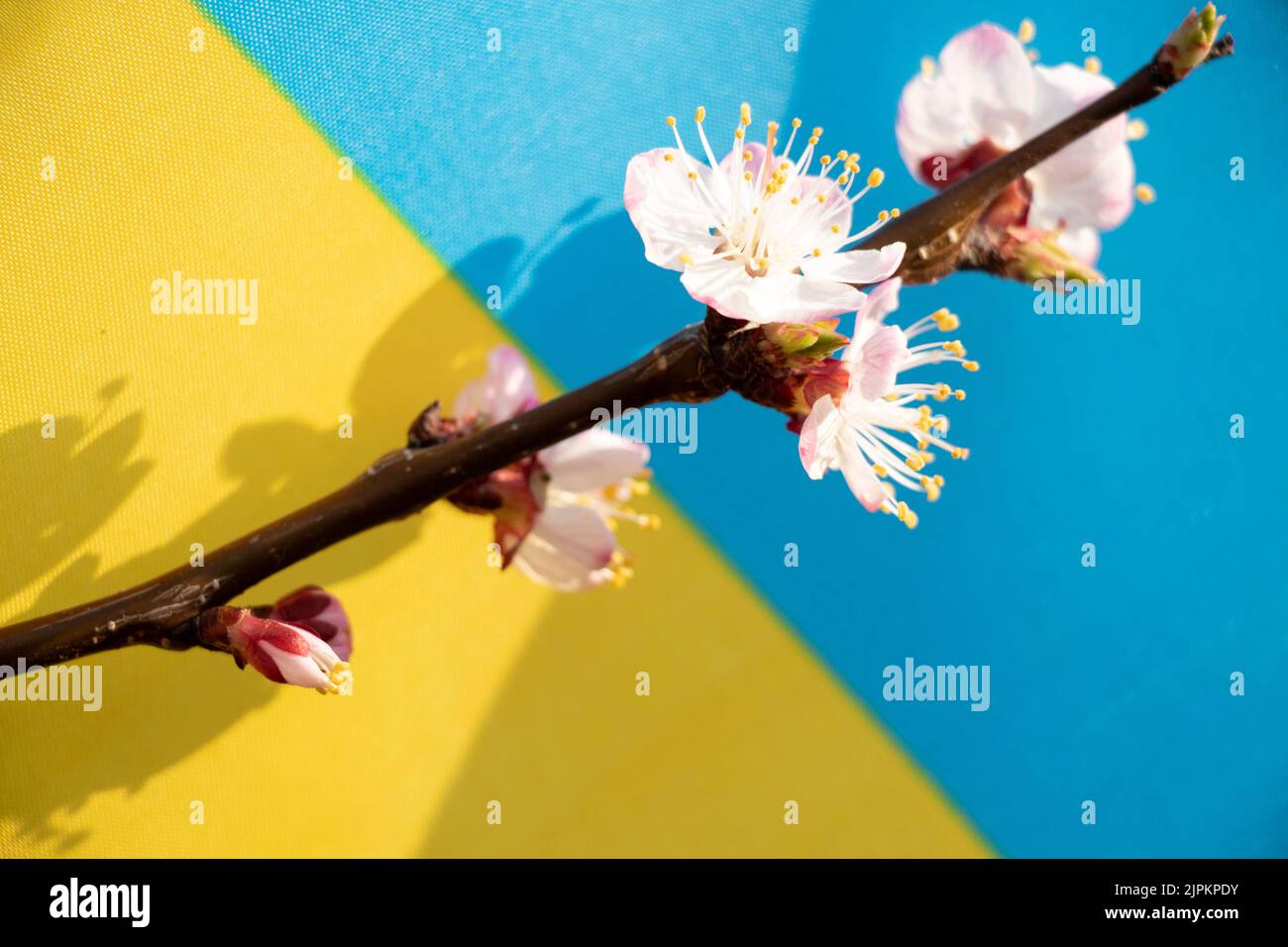 National flag of Ukraine on a tree with blossoming apricot in the sun ...