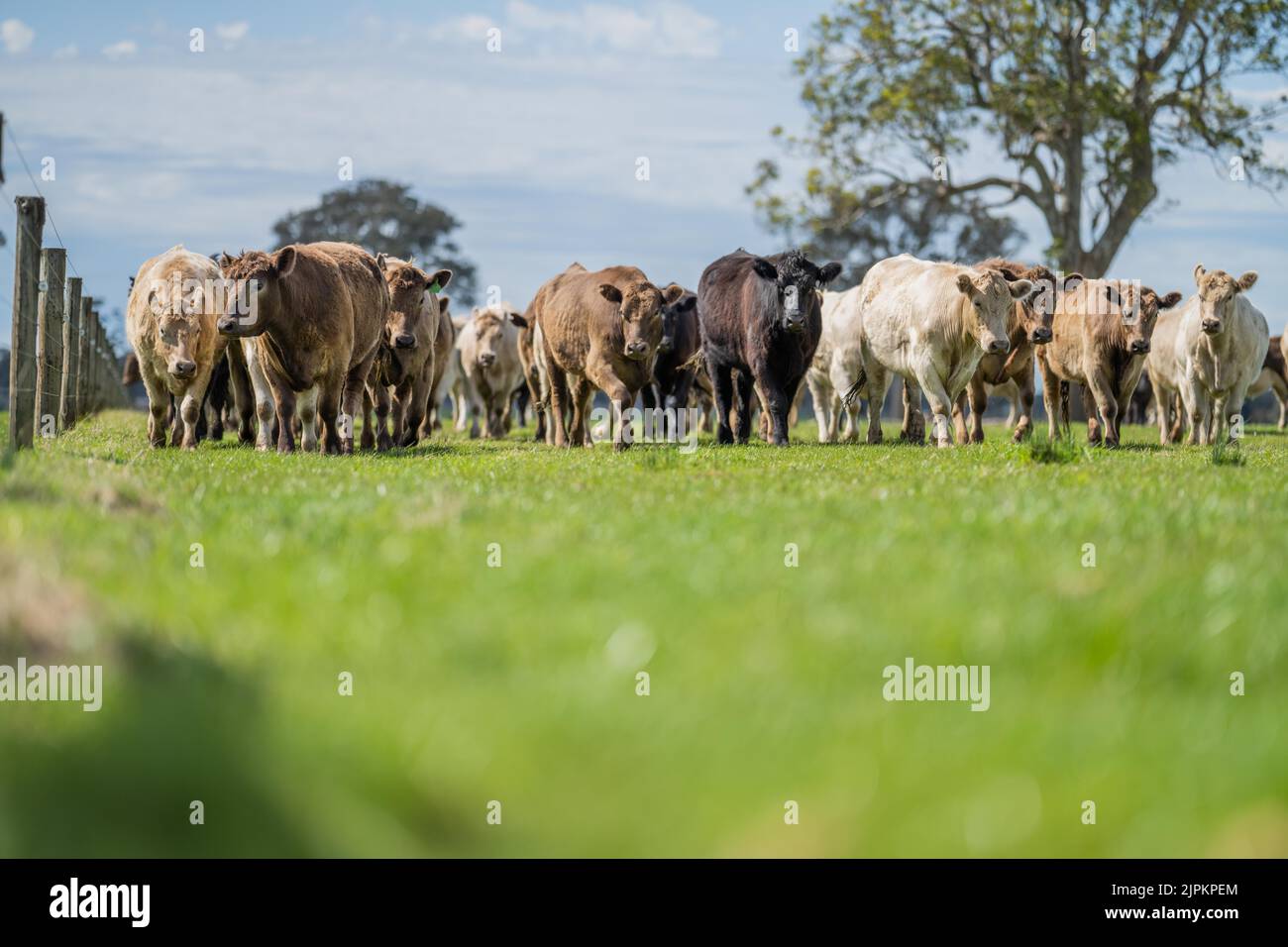 Beef cattle and cows in Australi Stock Photo - Alamy