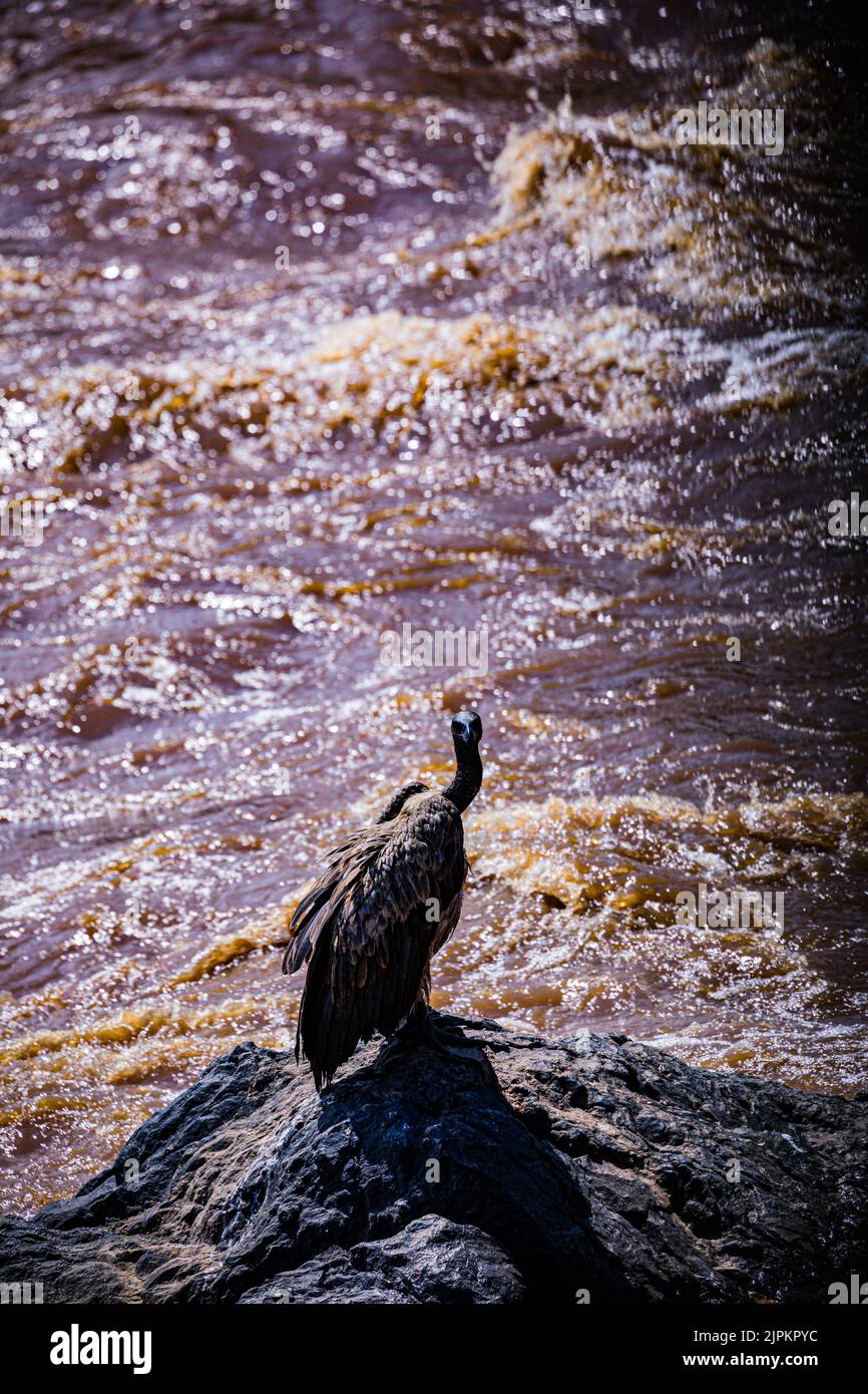 A vulture is a bird of prey that scavenges on carrion. There are 23 ...