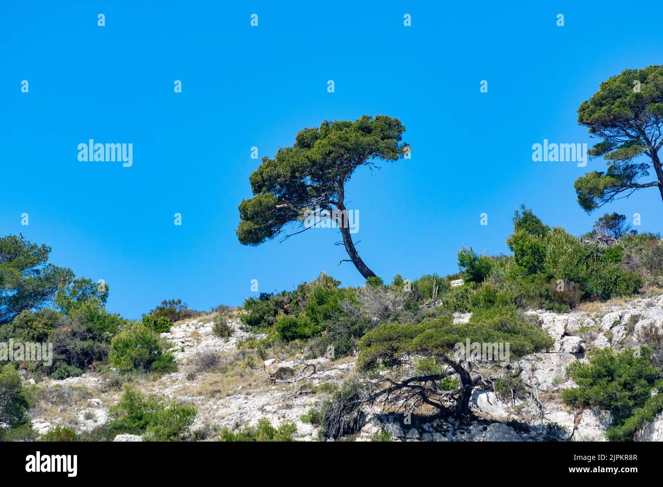Mediterranean pine trees growing on white limestone rocks and cliffs in ...