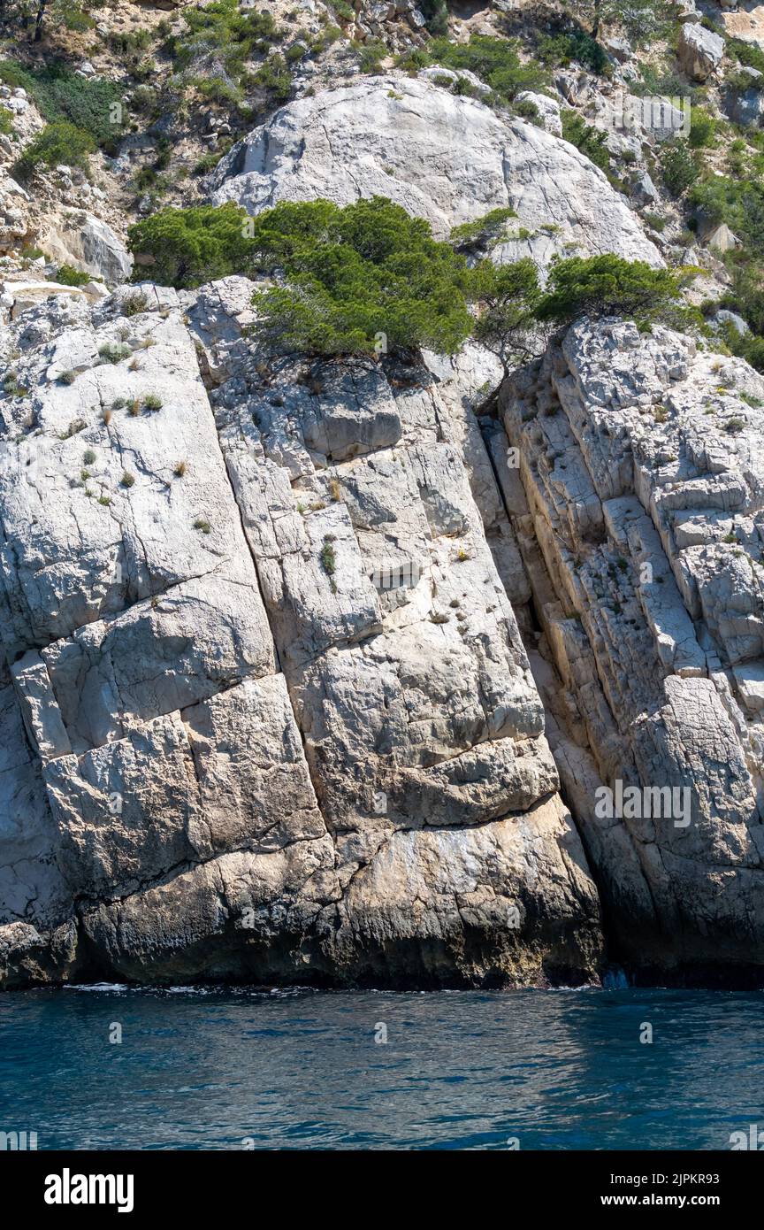 Mediterranean pine trees growing on white limestone rocks and cliffs in ...