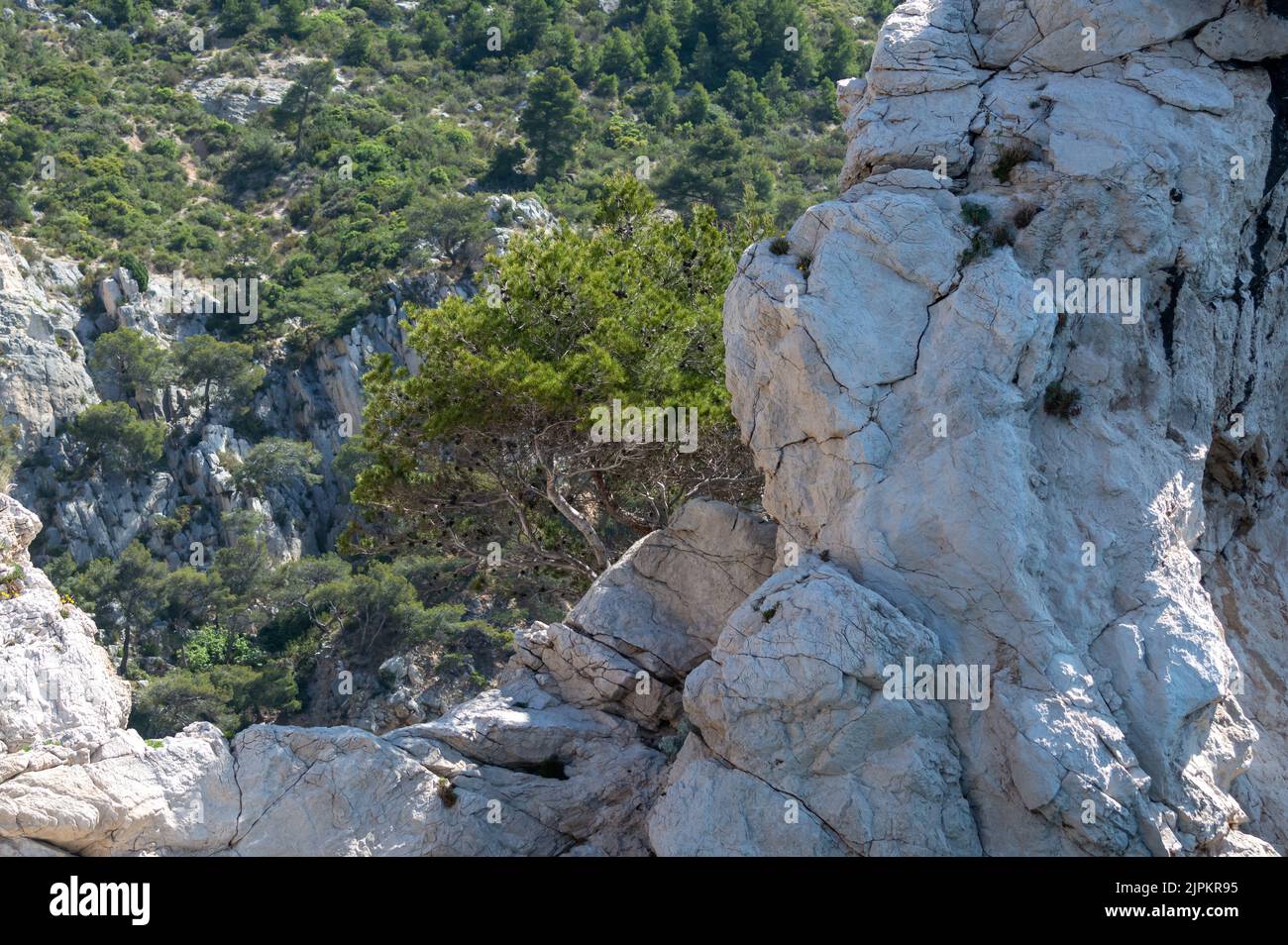 Mediterranean pine trees growing on white limestone rocks and cliffs in ...