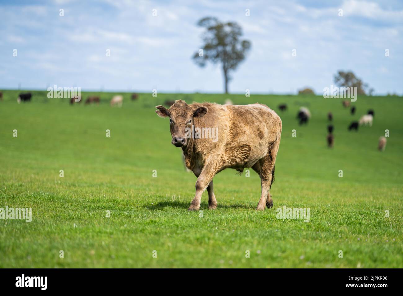 Beef cattle and cows in Australi Stock Photo - Alamy