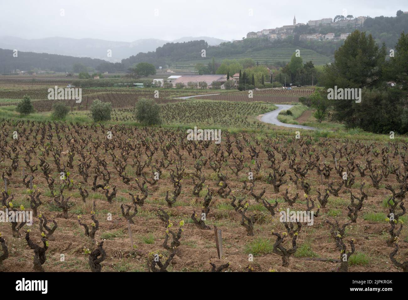 Old grape trunks on vineyards of Cotes de Provence in spring, Bandol ...