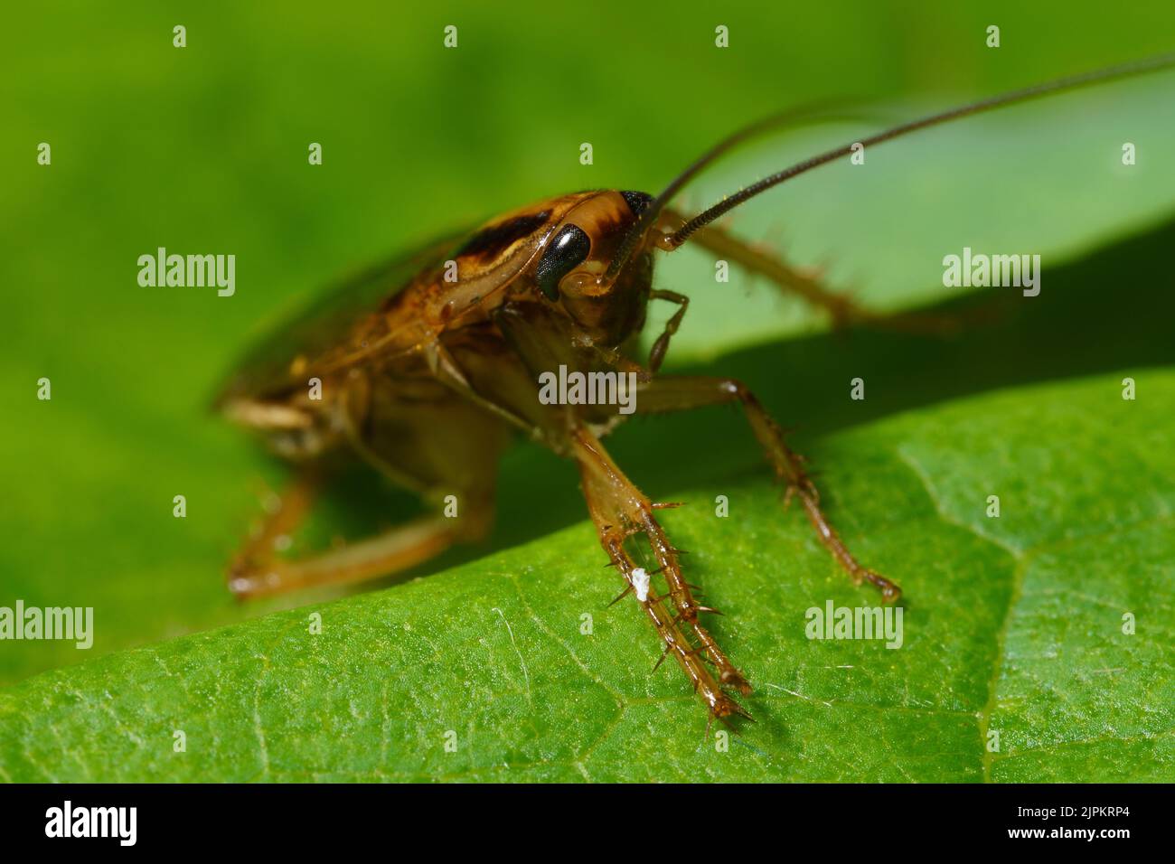 The red cockroach, or Prusak, Latin Blattella germanica, is a species ...