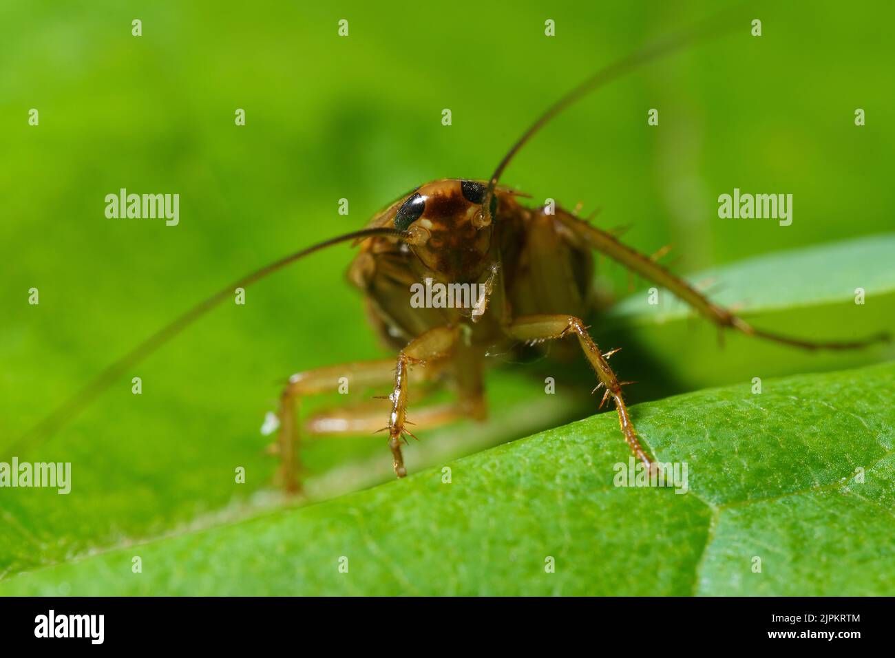 The red cockroach, or Prusak, Latin Blattella germanica, is a species ...