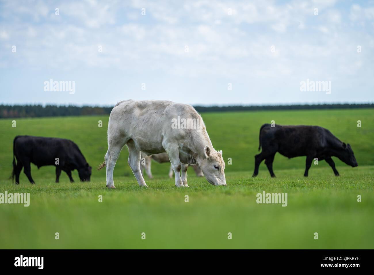 Beef cattle and cows in Australi Stock Photo - Alamy