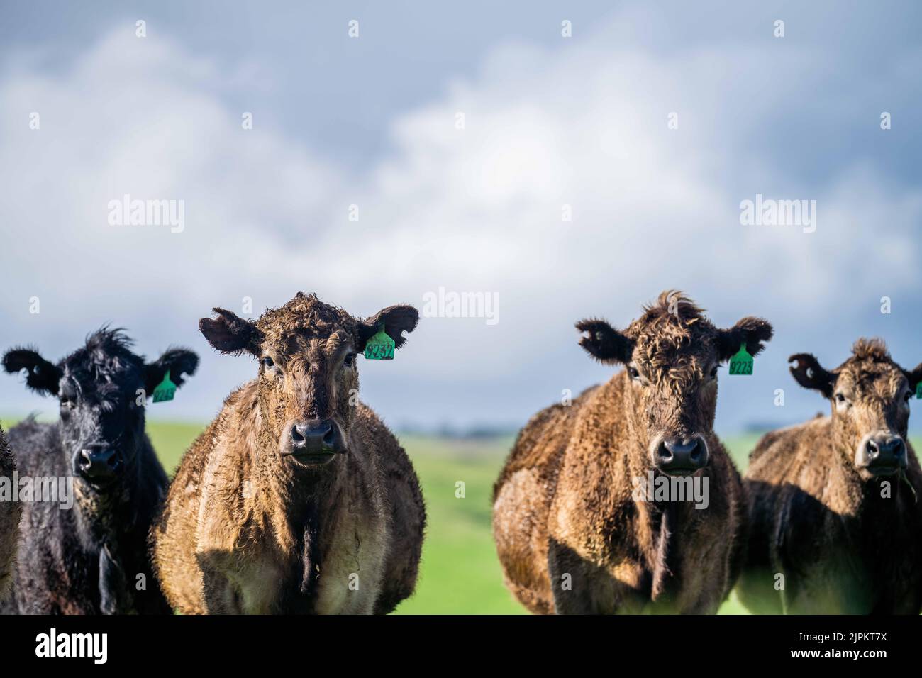 Beef cattle and cows in Australi Stock Photo - Alamy