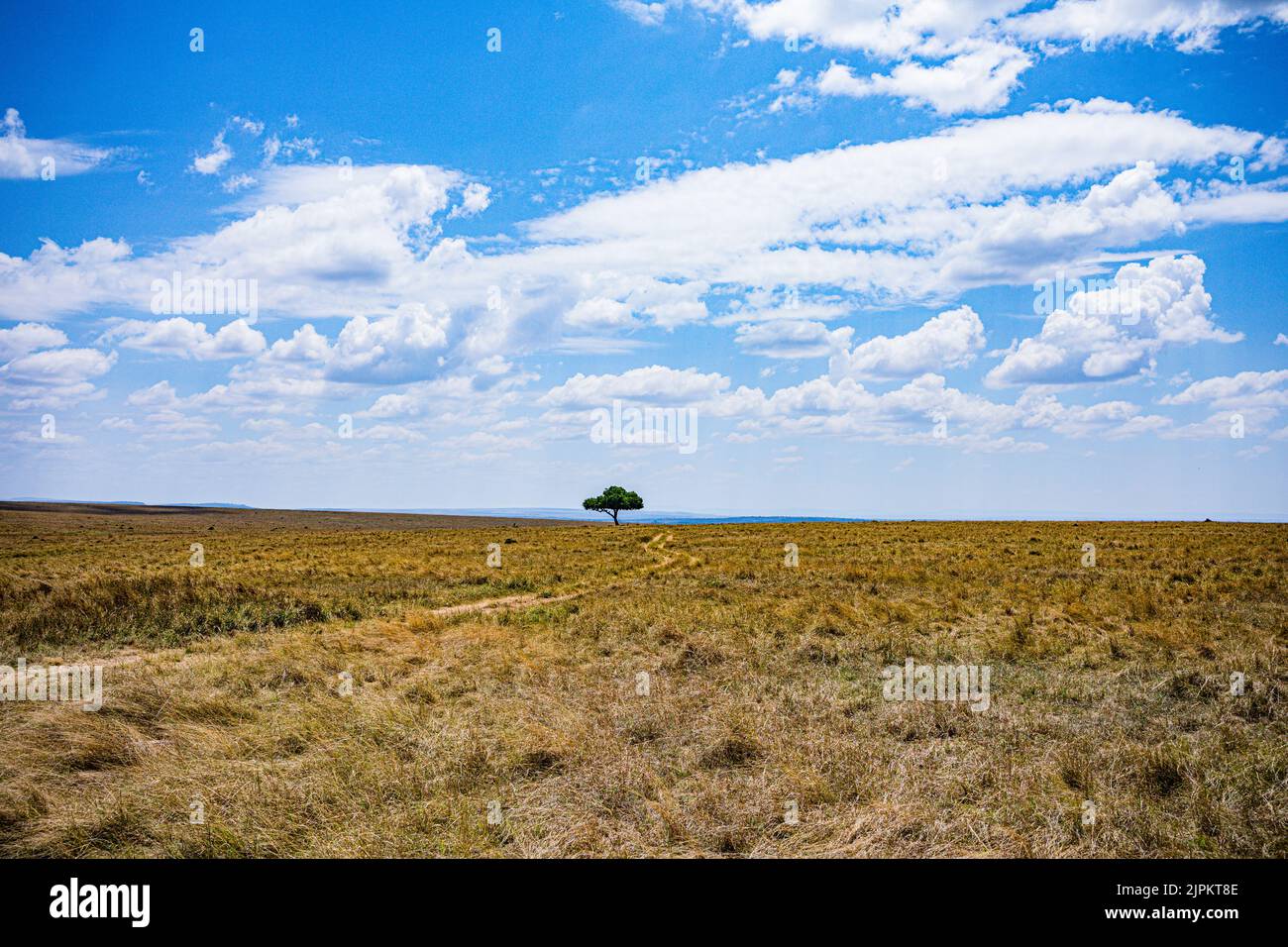 Maasai Mara National Game Reserve Park Narok County Kenya East Africa ...