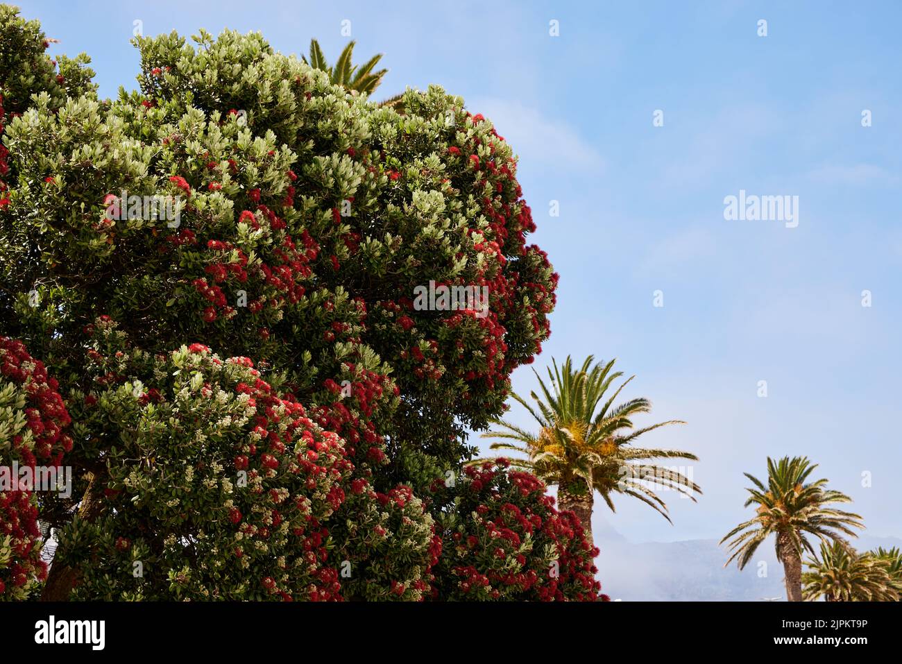 South african trees hi-res stock photography and images - Alamy