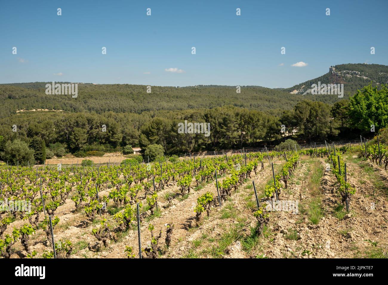 Grape trunks on green vineyards of Cotes de Provence in spring, Cassis ...