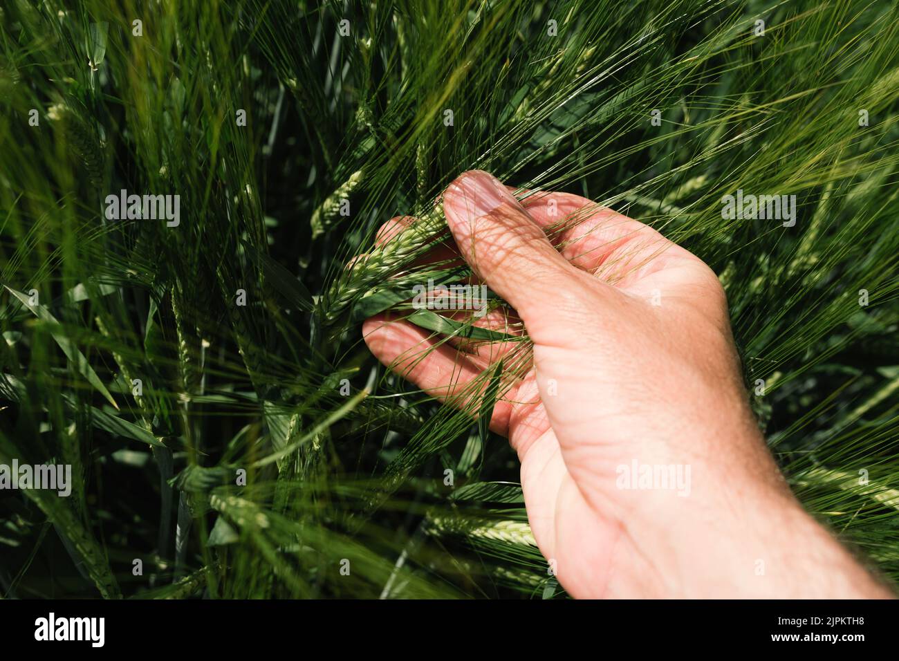 A closeup of a farmer's hand examining barley plant (Hordeum vulgare ...