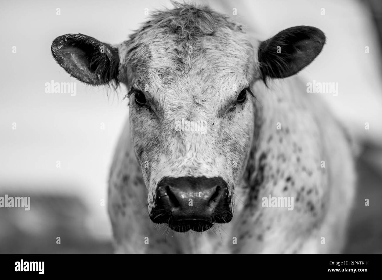 Beef cattle and cows in Australi Stock Photo - Alamy
