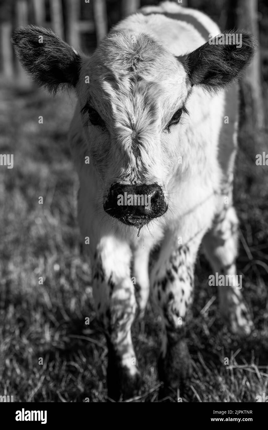Brazil and australia Black and White Stock Photos & Images - Alamy