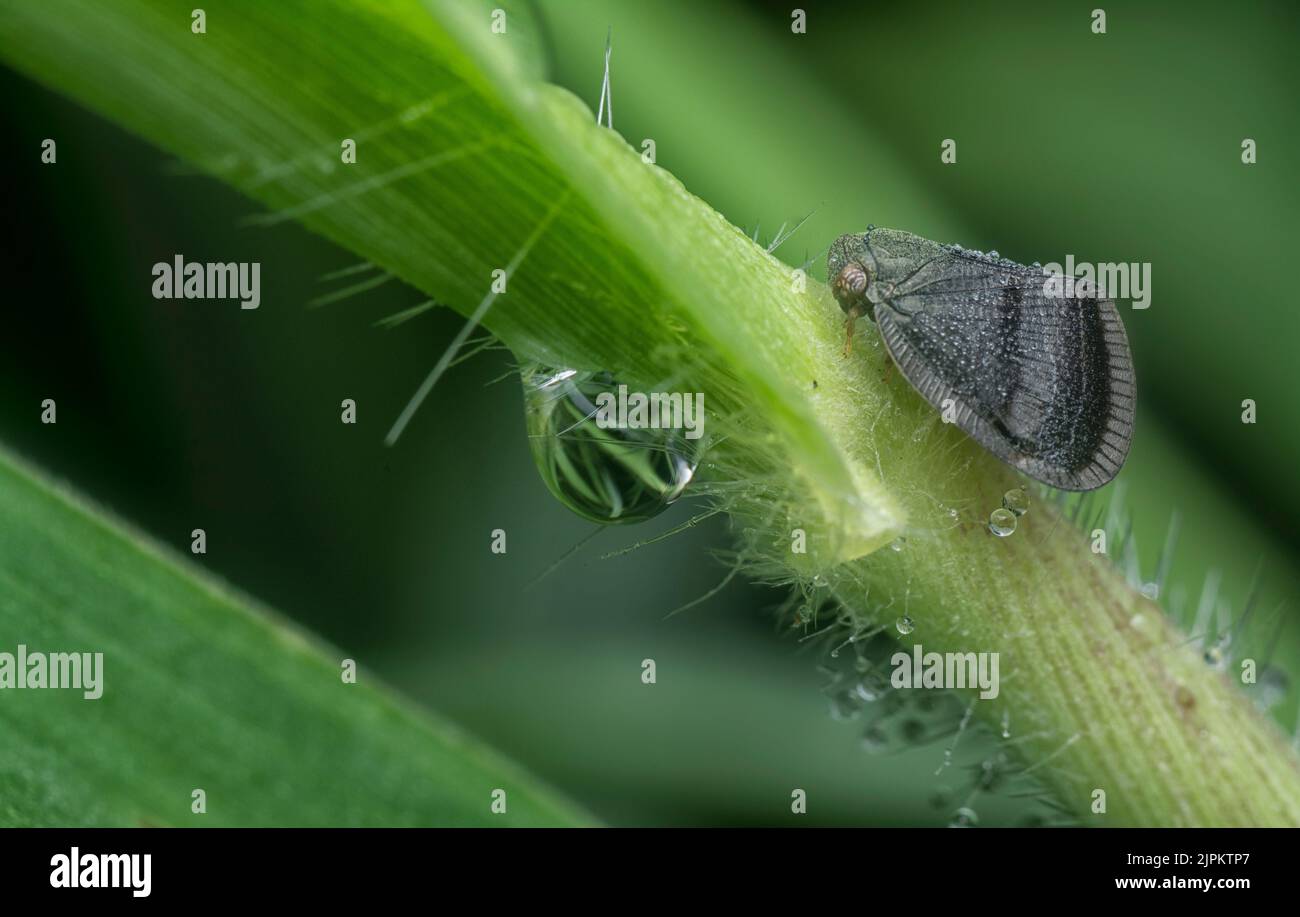the dark blue scolypopa australis leafhopper Stock Photo - Alamy