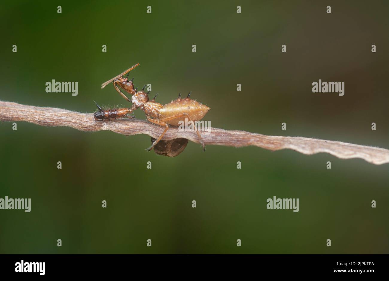 Spiny assassin bug hi-res stock photography and images - Alamy