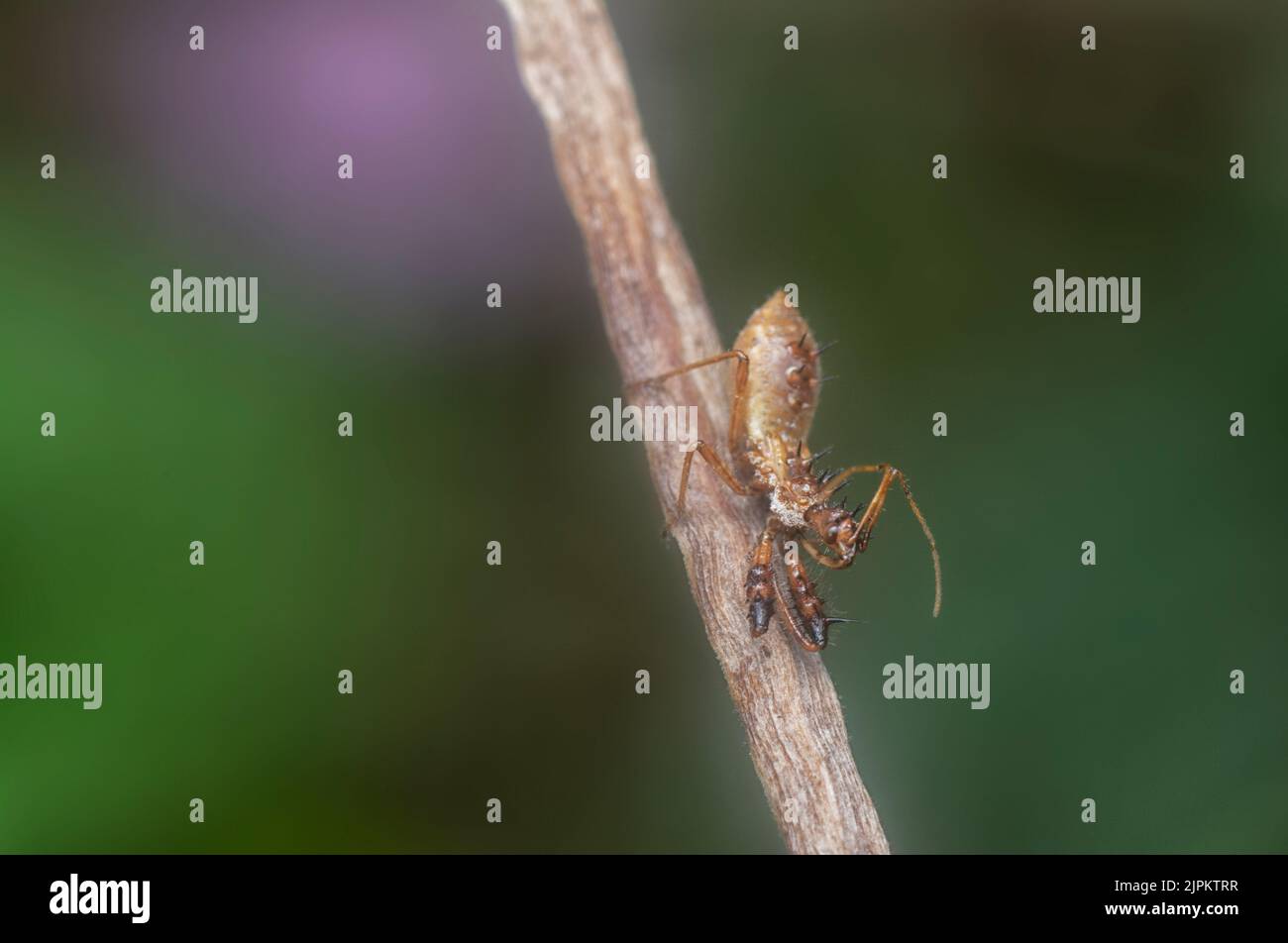 Spiny assassin bug hi-res stock photography and images - Alamy