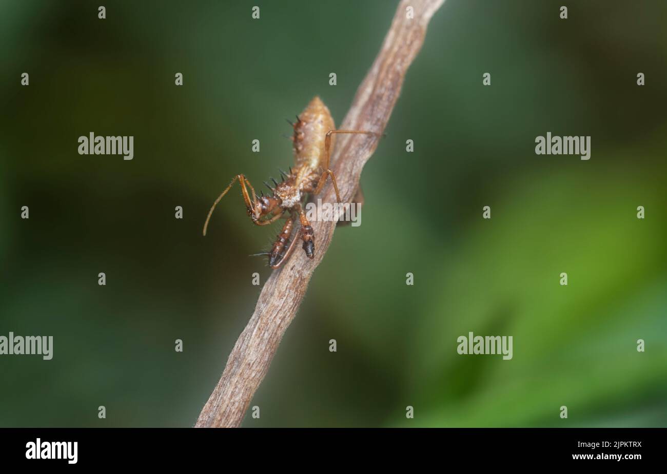 Spiny assassin bug hi-res stock photography and images - Alamy