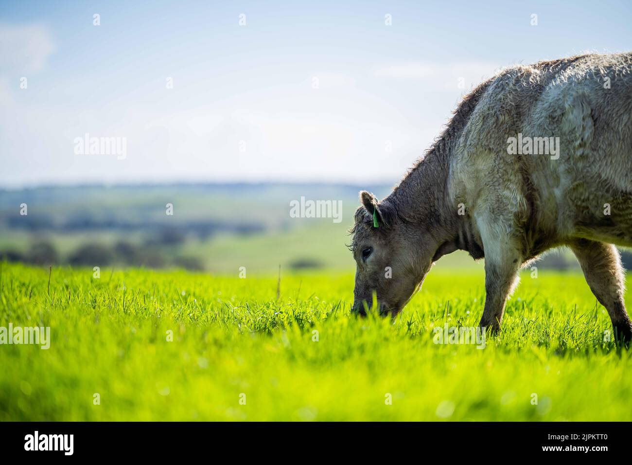 Beef cattle and cows in Australia Stock Photo - Alamy