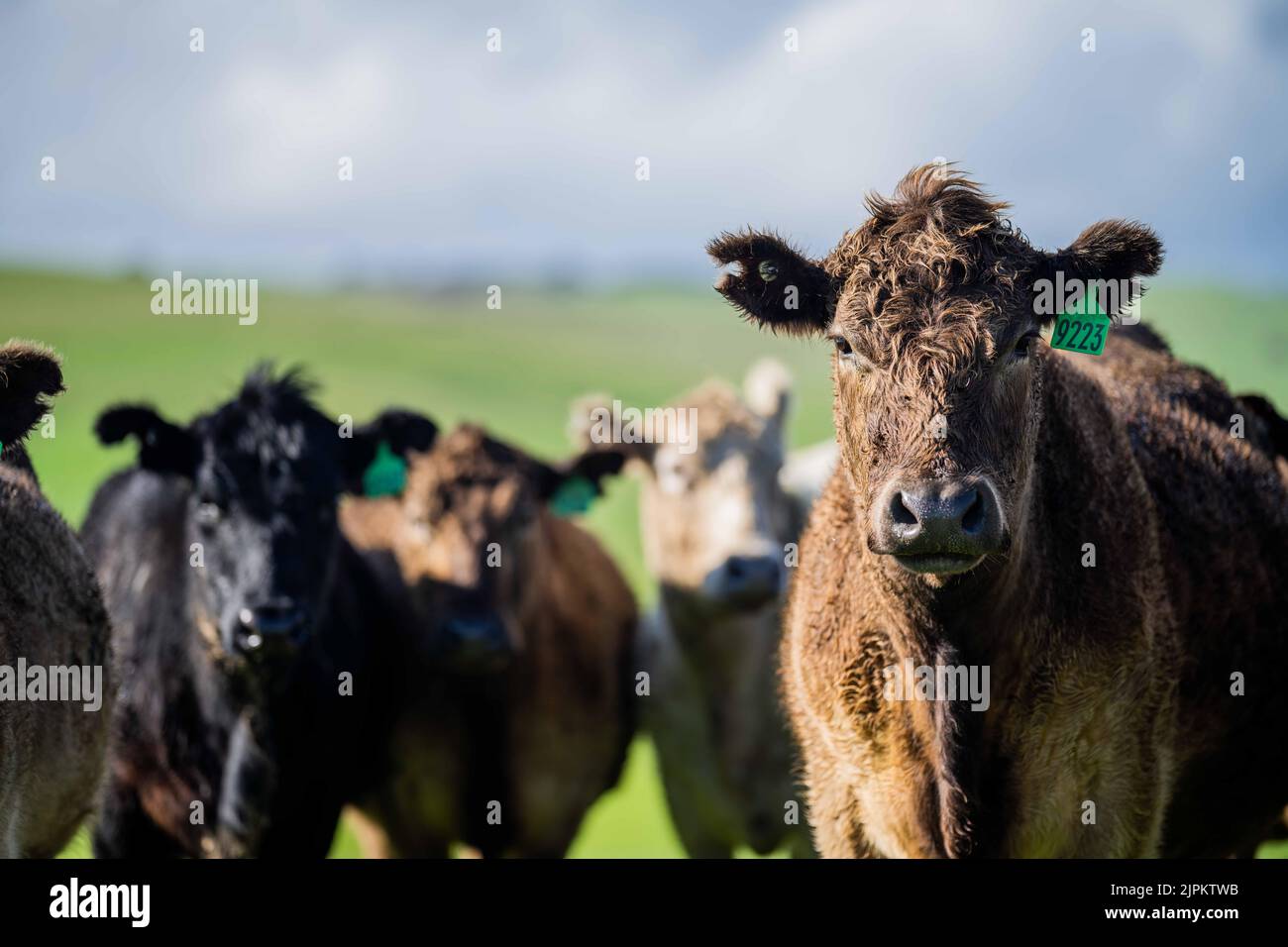 Beef cattle and cows in Australia Stock Photo - Alamy