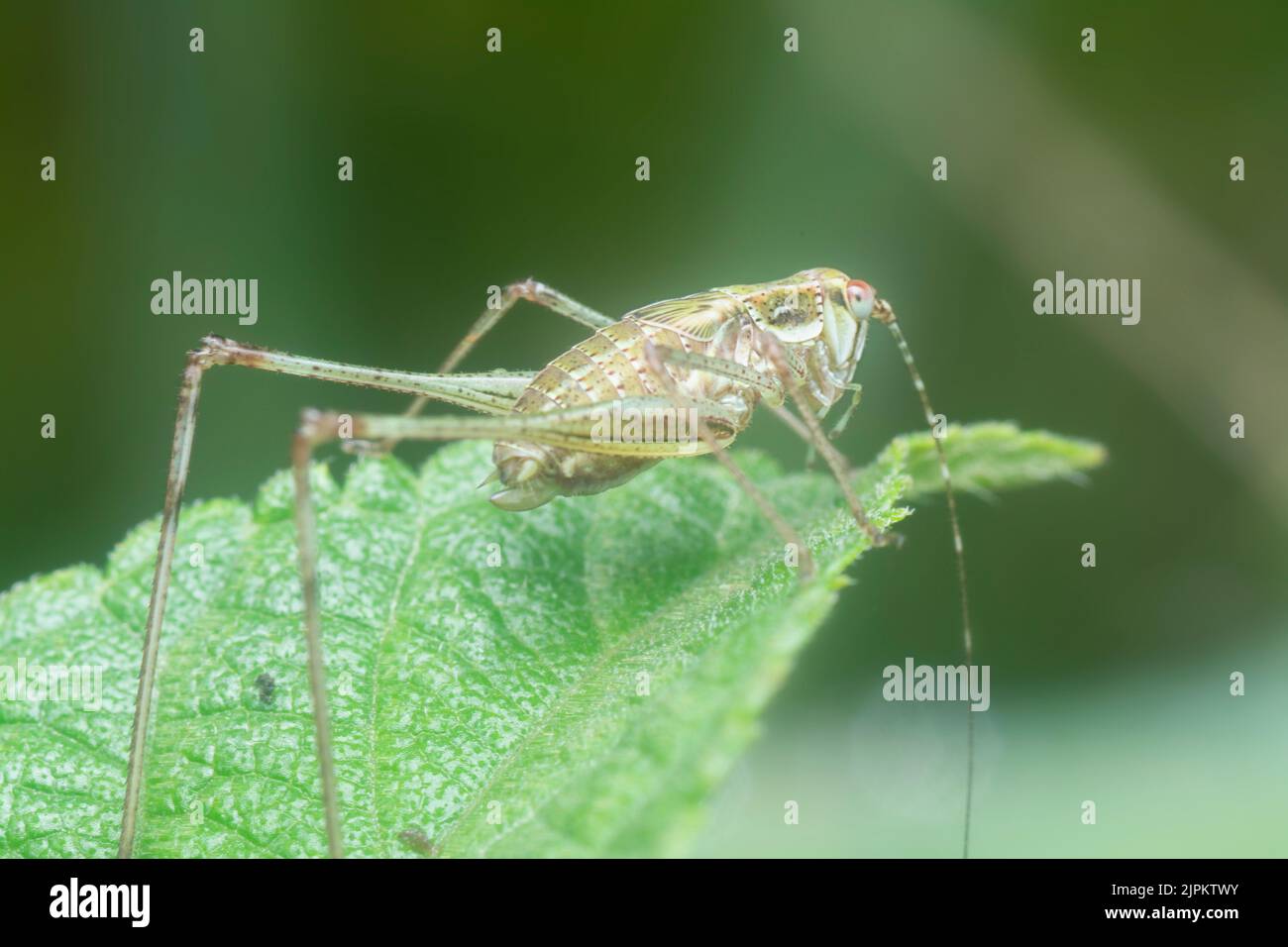 striped bush cricket Stock Photo - Alamy