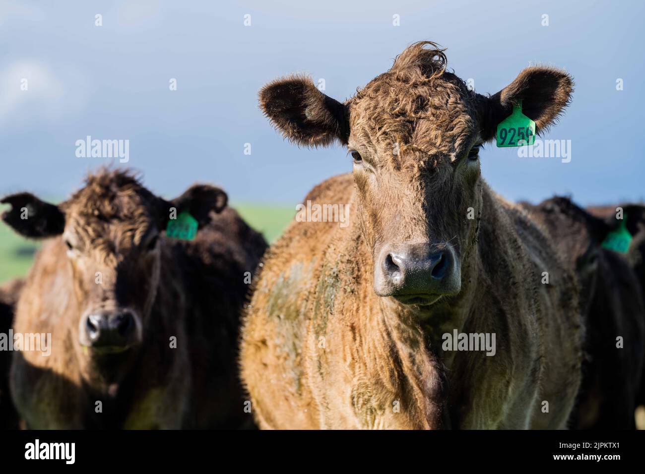 Beef cattle and cows in Australia Stock Photo - Alamy