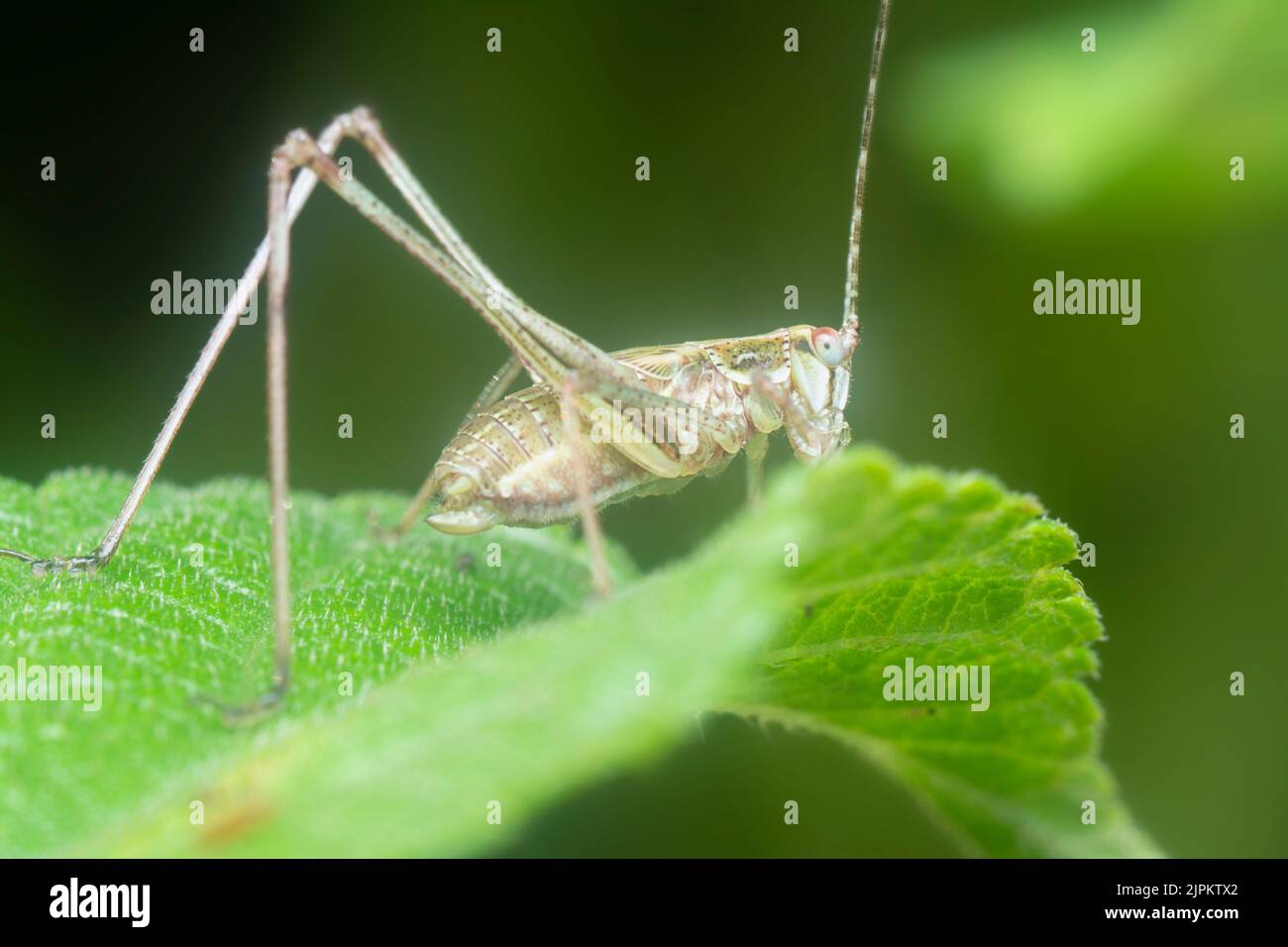 striped bush cricket Stock Photo - Alamy