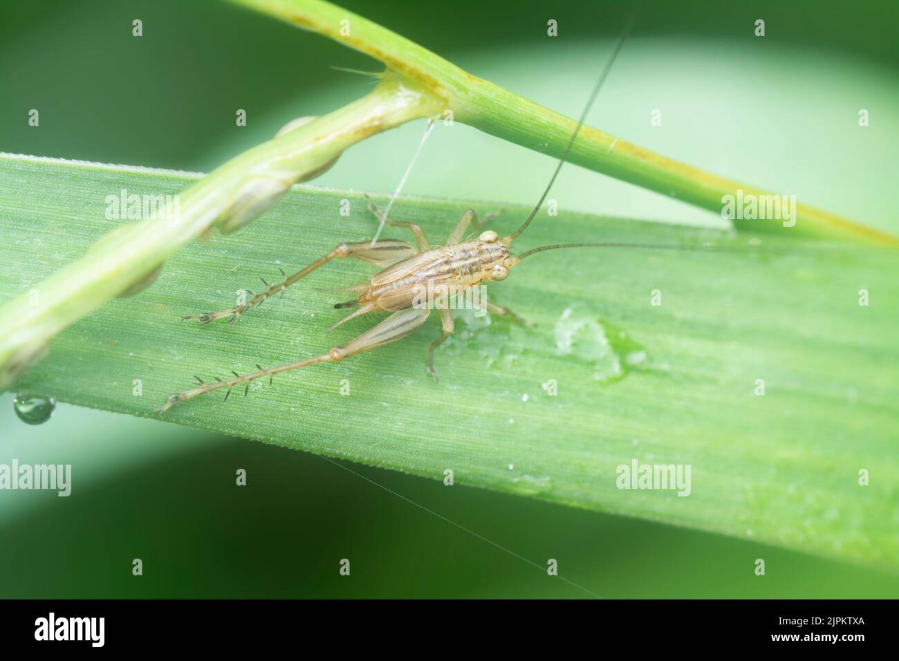 striped bush cricket Stock Photo - Alamy
