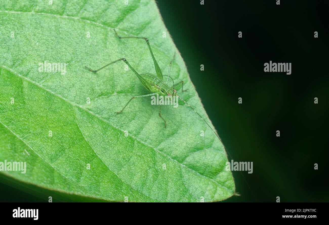 striped bush cricket Stock Photo - Alamy