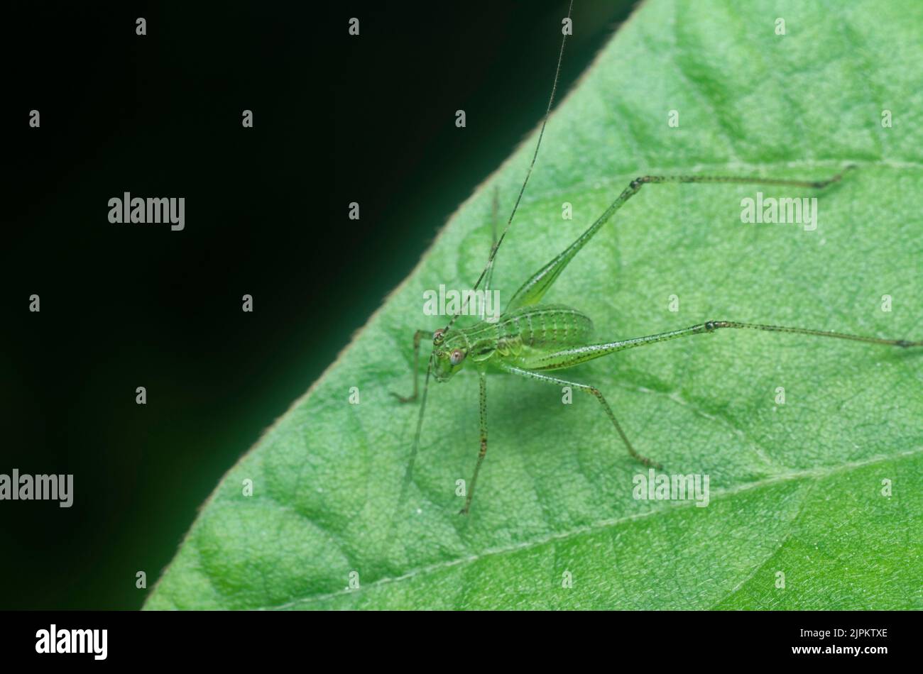 striped bush cricket Stock Photo - Alamy
