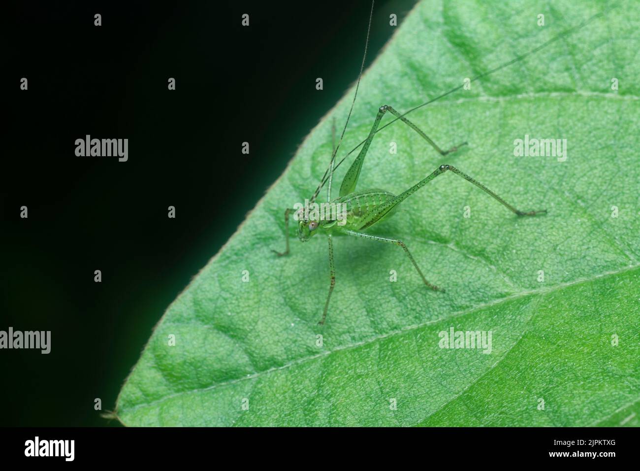 striped bush cricket Stock Photo - Alamy