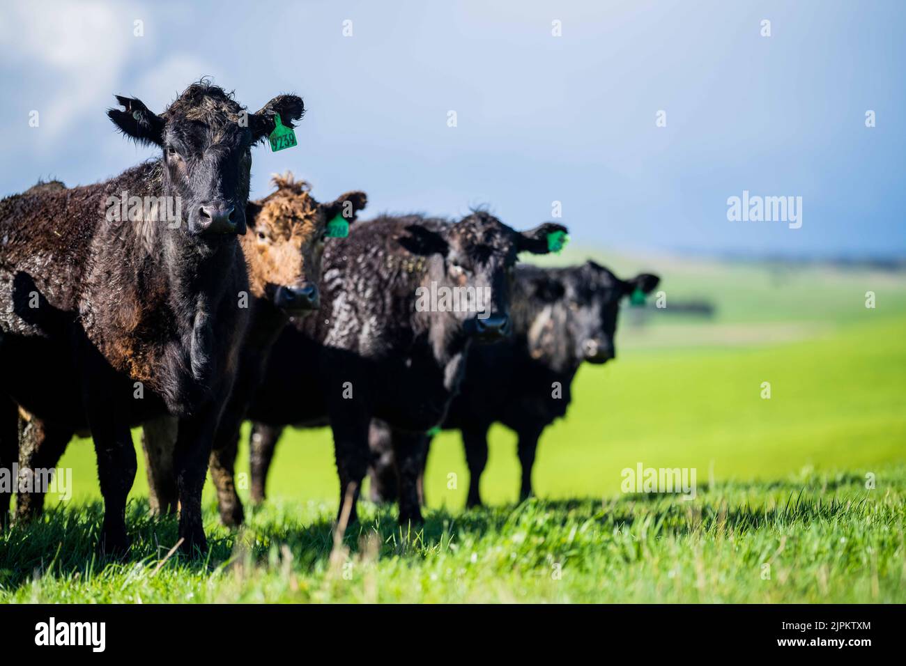 Beef cattle and cows in Australia Stock Photo - Alamy