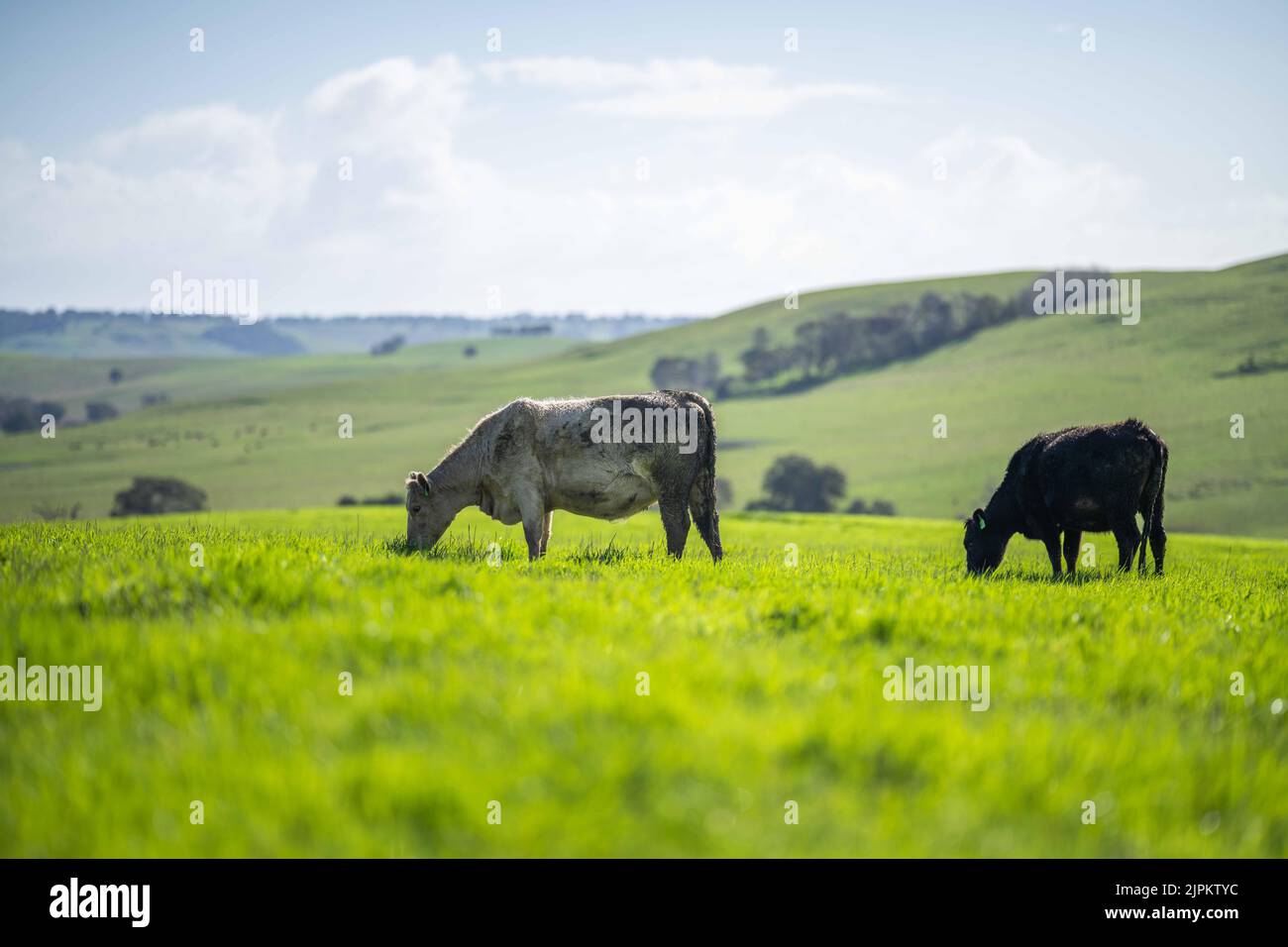 Beef cattle and cows in Australia Stock Photo - Alamy