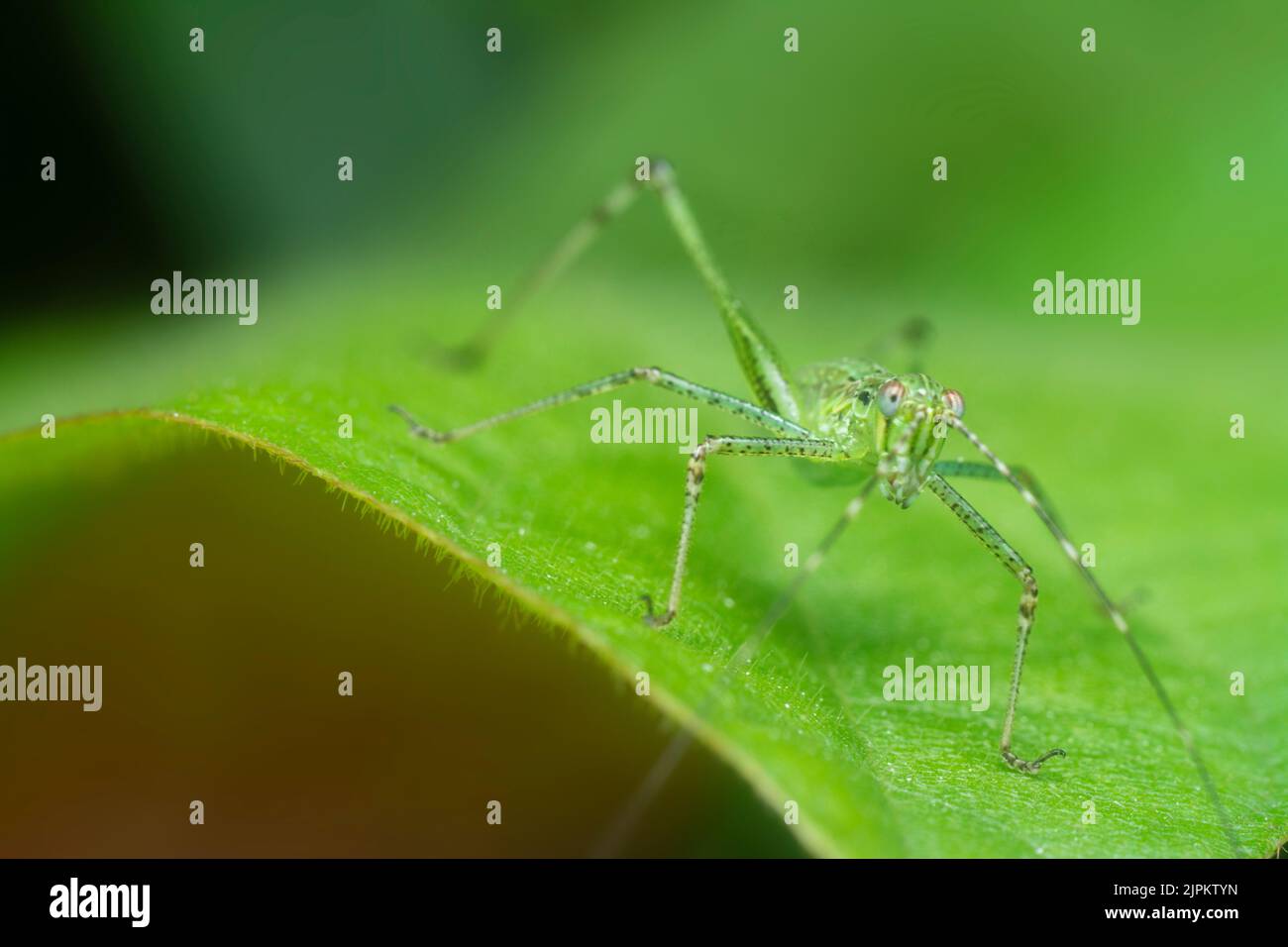 striped bush cricket Stock Photo - Alamy