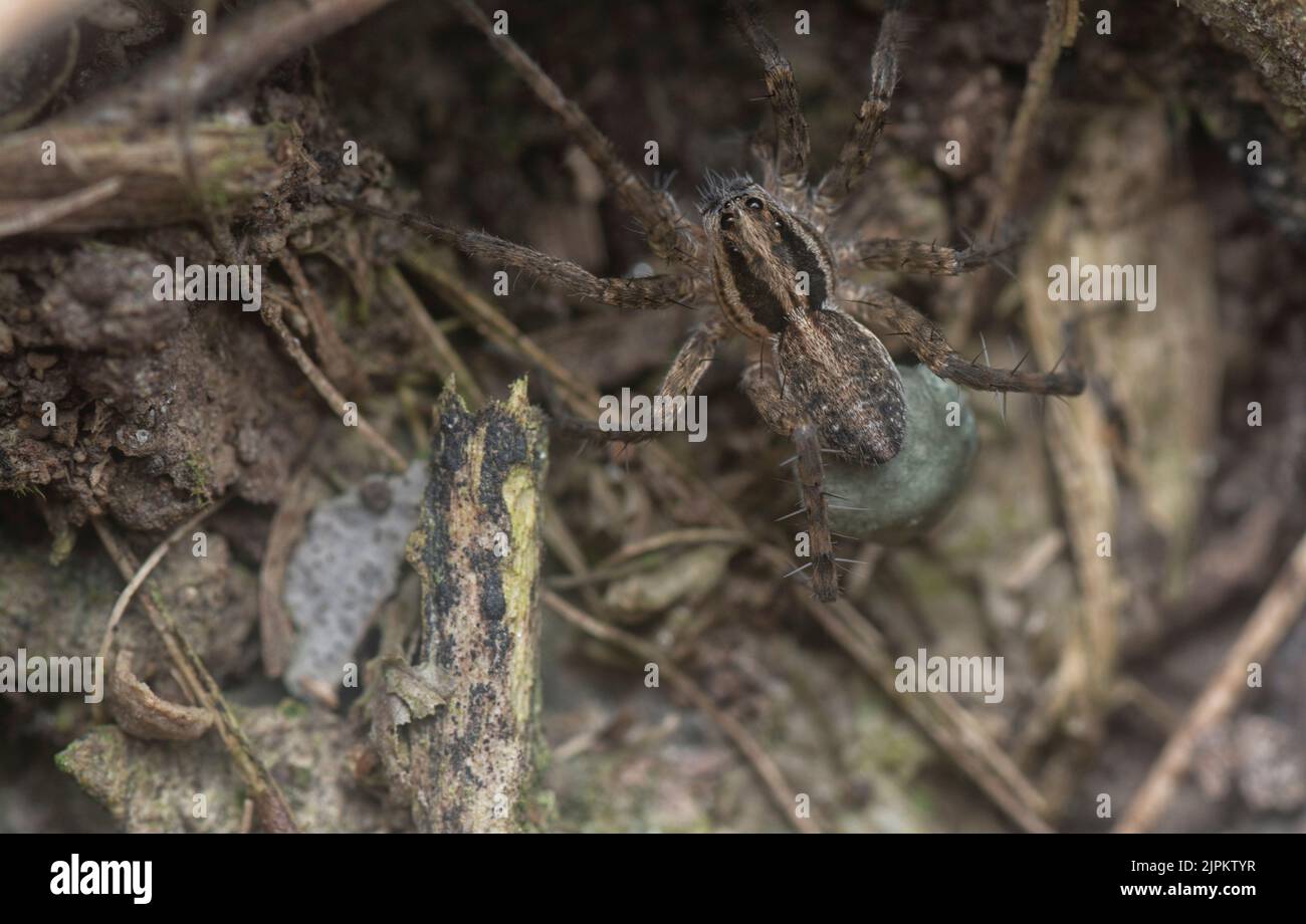 Low angle close ground shot hi-res stock photography and images - Alamy