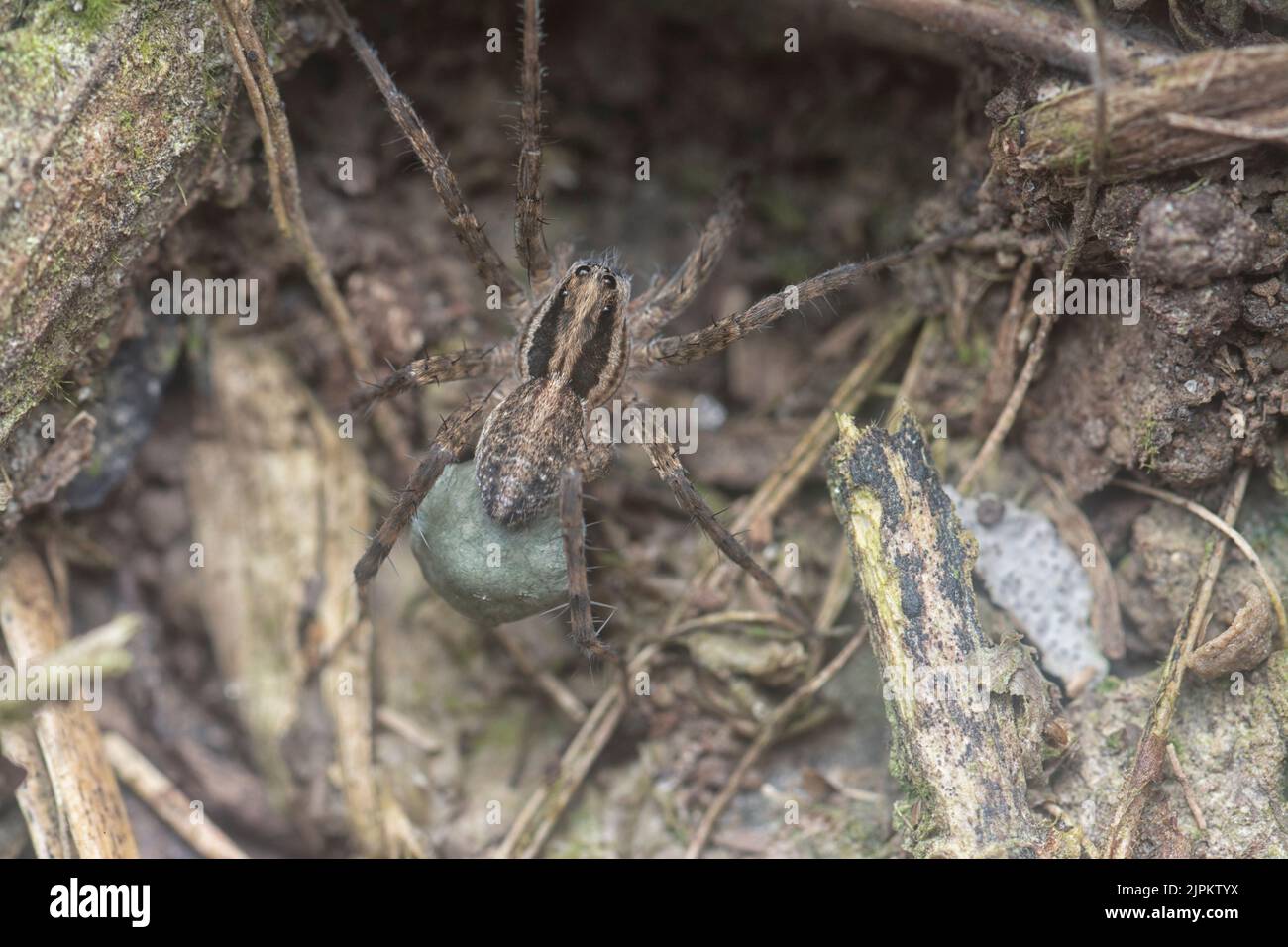 close shot of the ground spider Stock Photo - Alamy