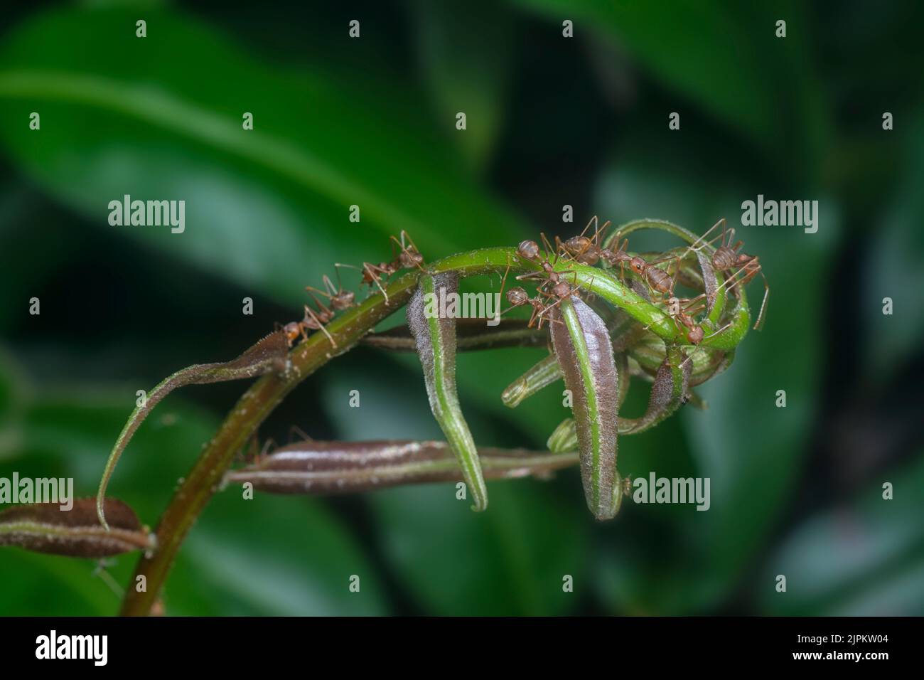 Leafcutter ant nest hi-res stock photography and images - Alamy