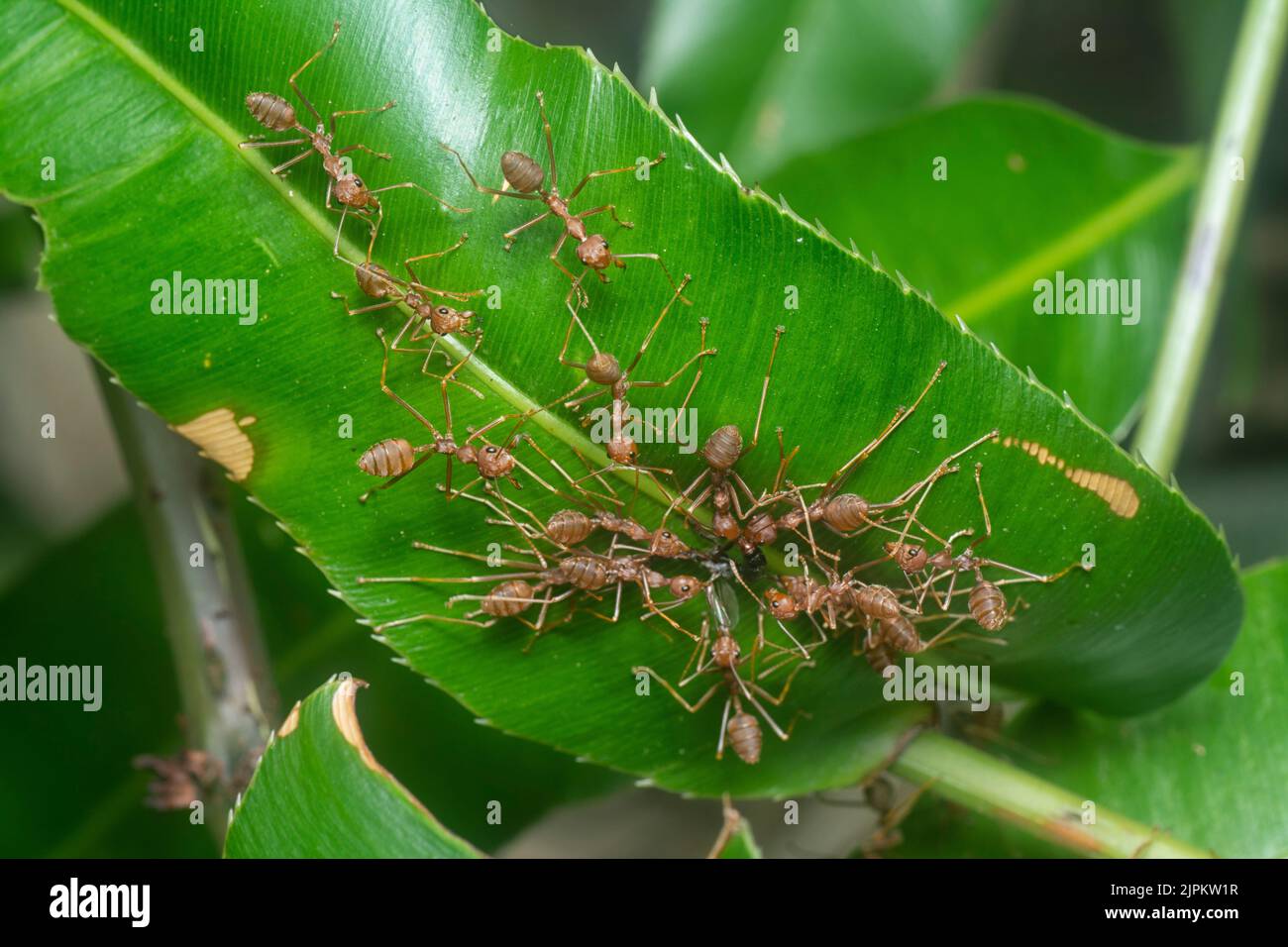 close shot of the leafcutter ants' nest Stock Photo - Alamy