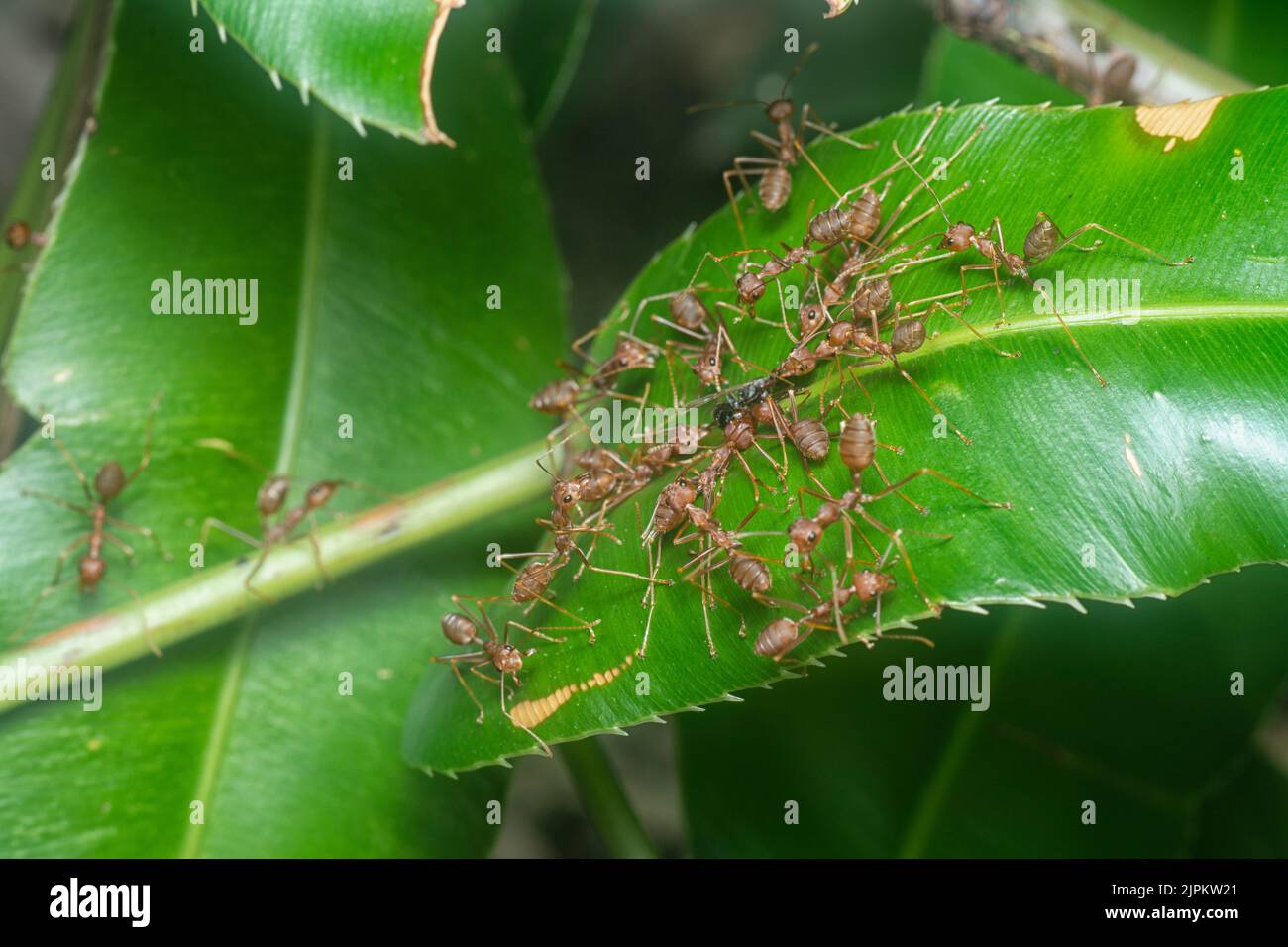 Leafcutter ant nest hi-res stock photography and images - Alamy