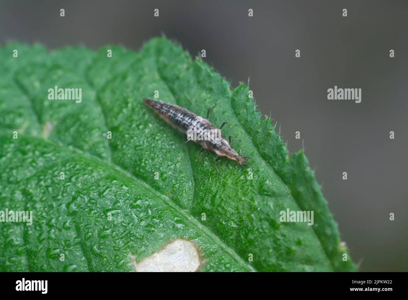 Aphid midge larvae hi-res stock photography and images - Alamy