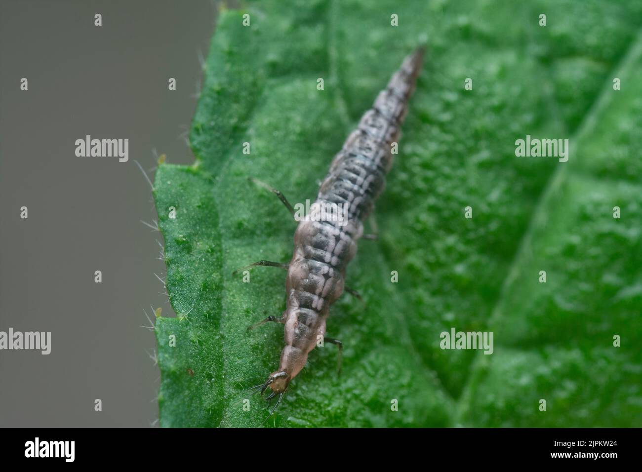 Lacewing larvae hi-res stock photography and images - Alamy