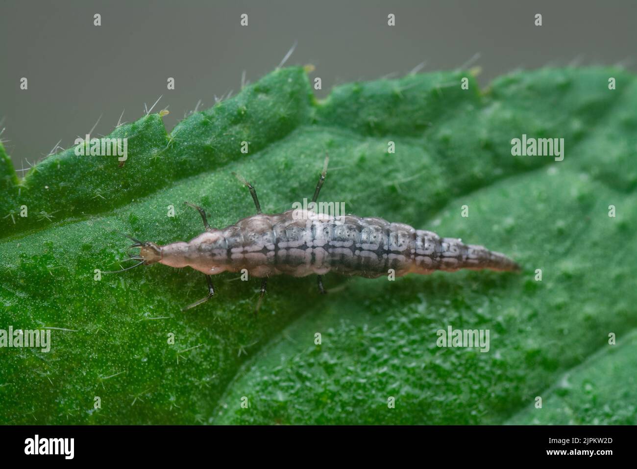 close shot of the lacewing larva Stock Photo - Alamy