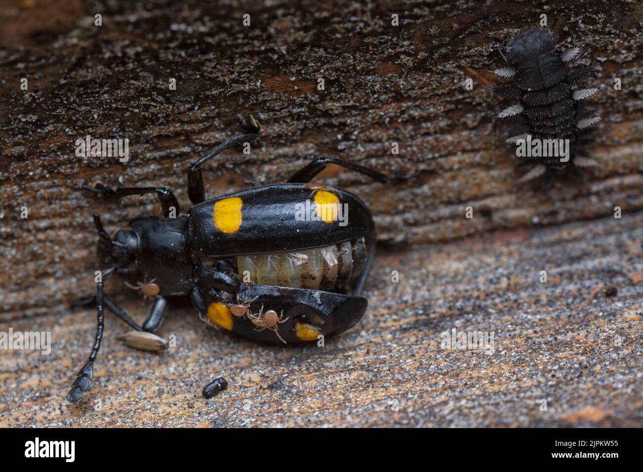 close shot of the fungus beetle Stock Photo - Alamy