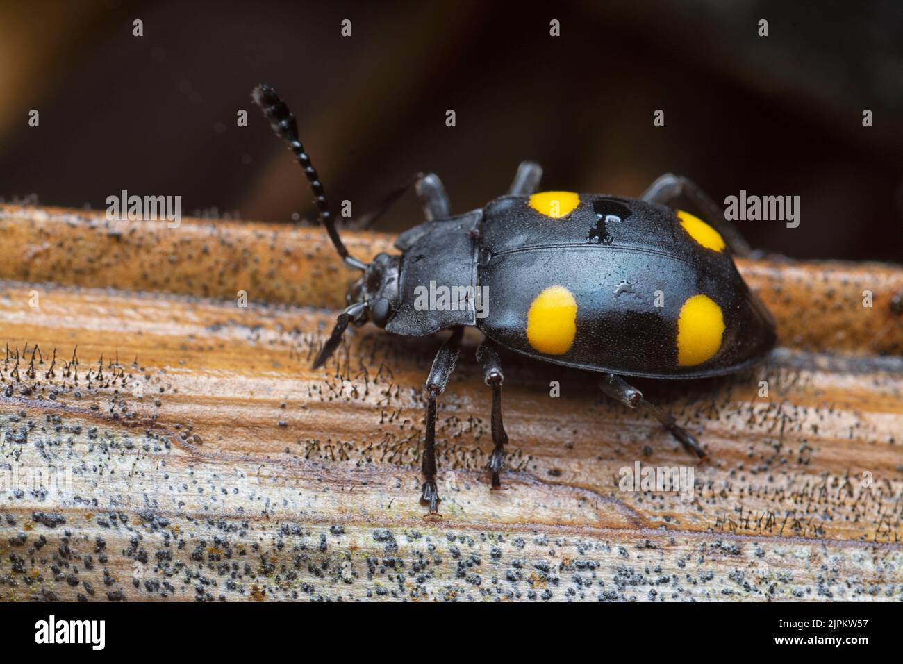Hairy fungus beetles hi-res stock photography and images - Alamy